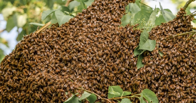 C/R: Bee invasion forces SHS to close ahead of time | Education