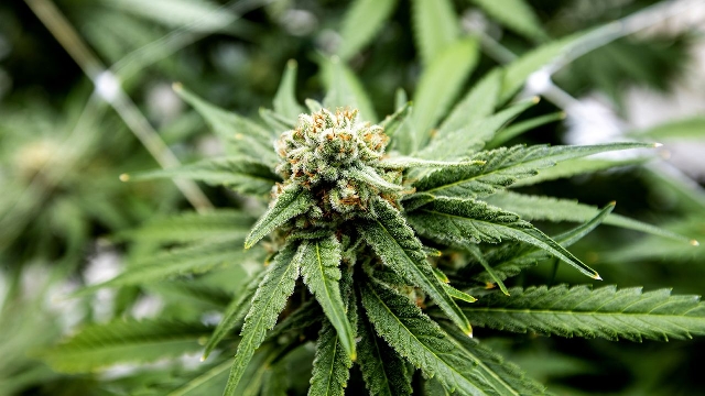 Marijuana can't succeed where cocoa and gold failed – Kofi Anokye ...