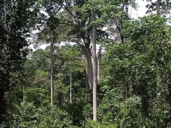 World Environment Day: Arocha Ghana calls for urgent action | General News