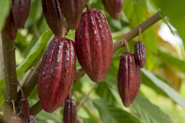 COCOBOD signs $800m loan, seeks quick drawdown | Business