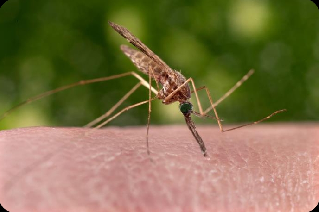 African leaders and advocates; when you think COVID-19, think Malaria ...