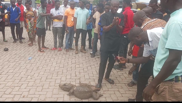 A/R: Dwarf crocodile comes to town at Oduom after heavy downpour | News